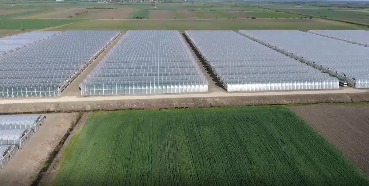 AgroCrop – Proizvodnja paprike, AgroCrop, poljoprivredno gazdinstvo ...