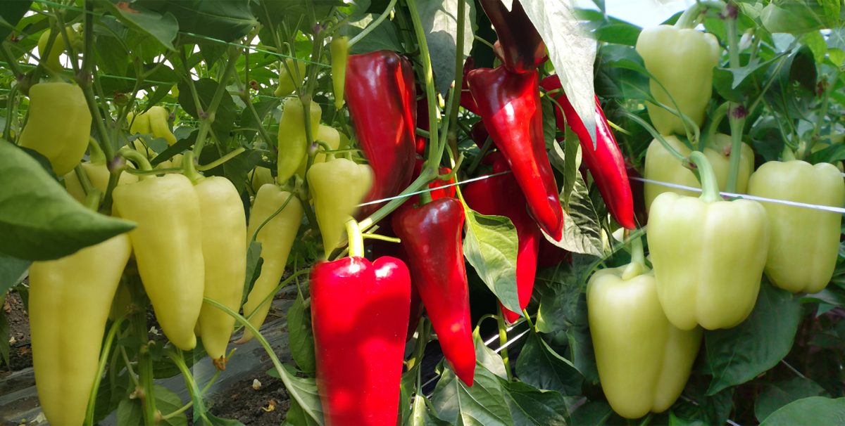 AgroCrop – Proizvodnja paprike, AgroCrop, poljoprivredno gazdinstvo ...